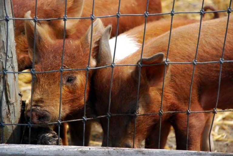 Veterinaria y Zoonosis secuestró 13 cerdos | BarilocheOpina